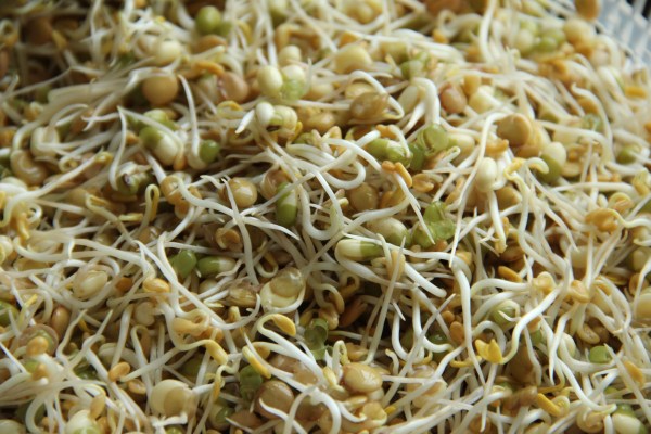 Raw Cleansing – Sprouts, the Fun Way to Grow Your Own Food! | simple up