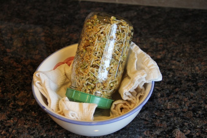 Raw Cleansing – Sprouts, the Fun Way to Grow Your Own Food! | simple up